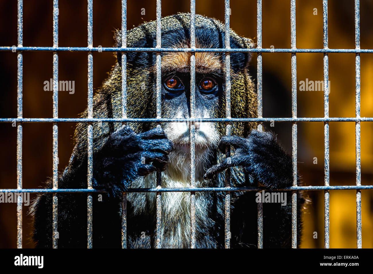 Monkey looking through zoo cell grille Stock Photo - Alamy