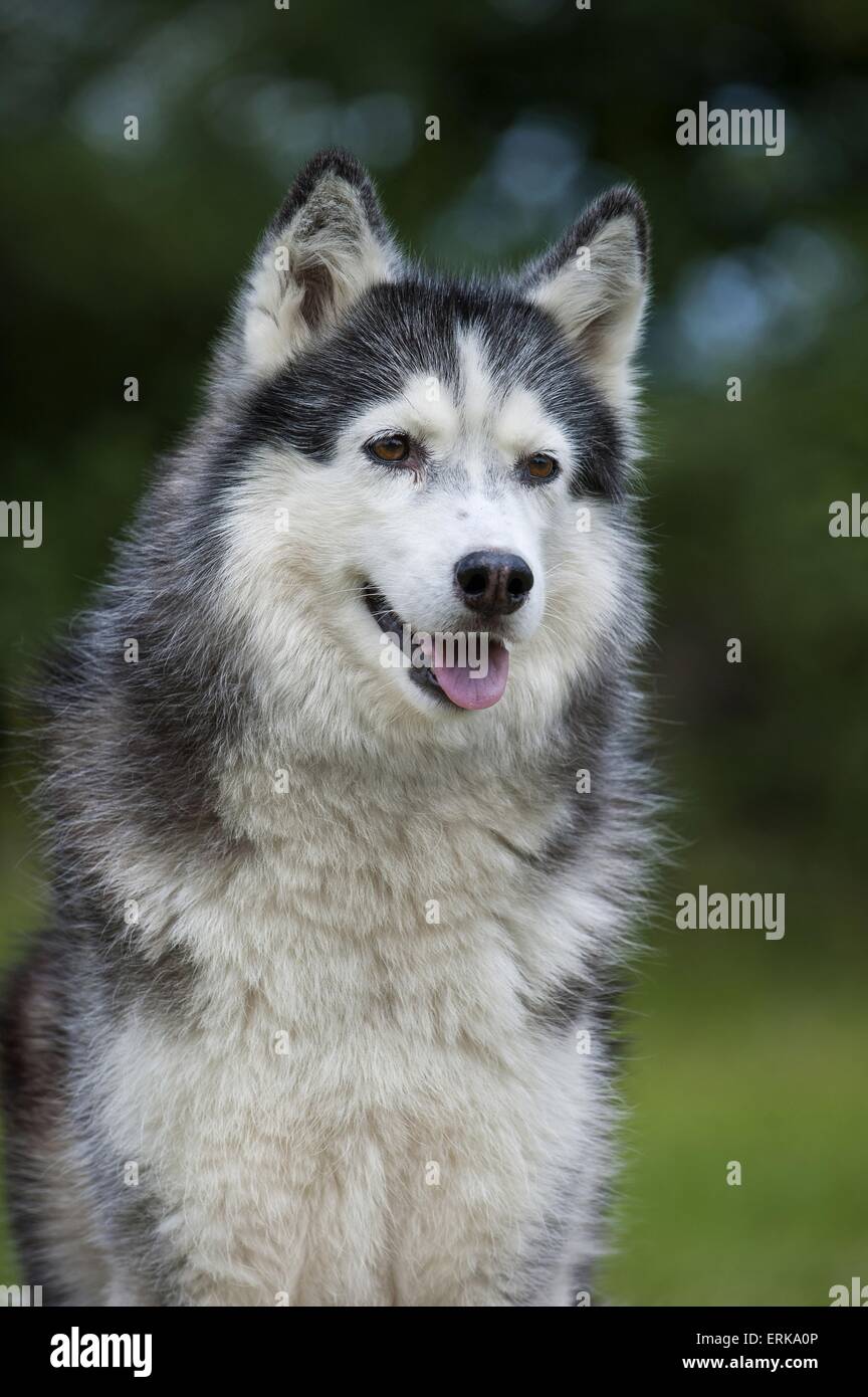 Siberian Husky Portrait Stock Photo - Alamy
