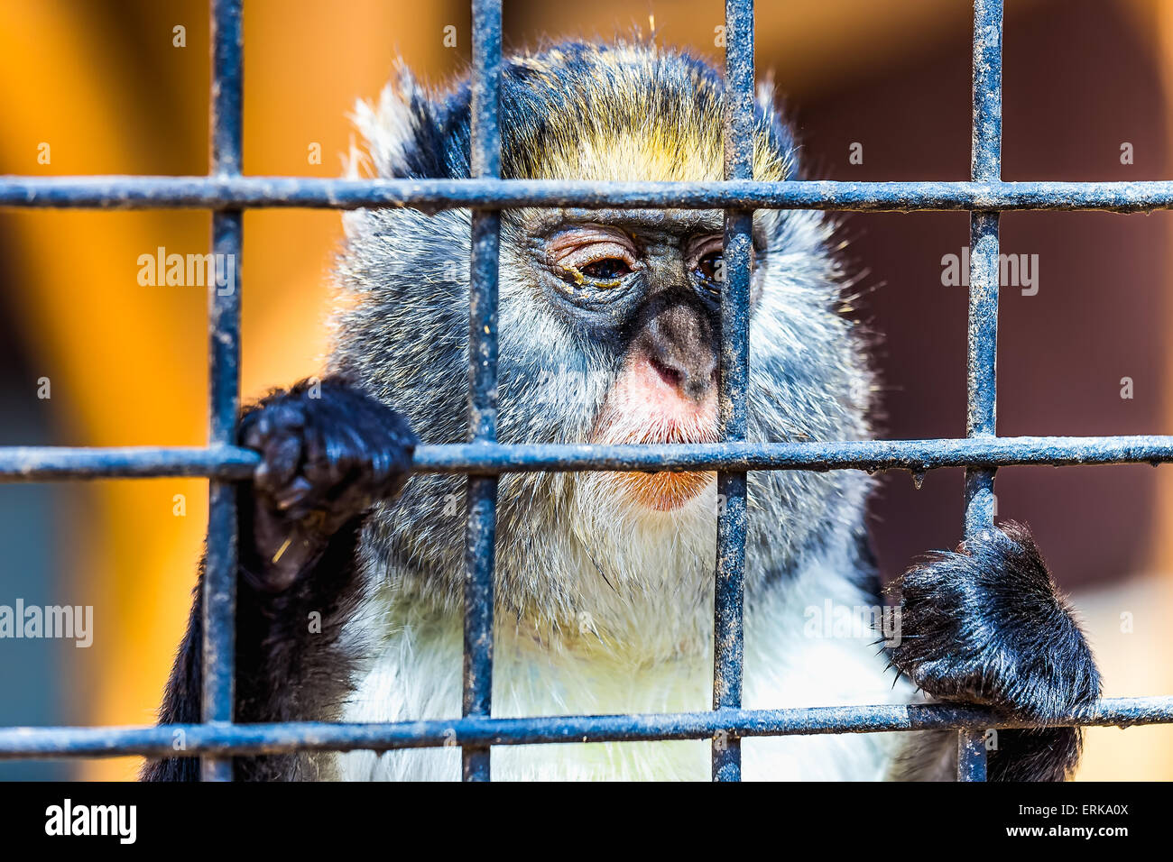 Monkey looking through zoo cell grille Stock Photo - Alamy