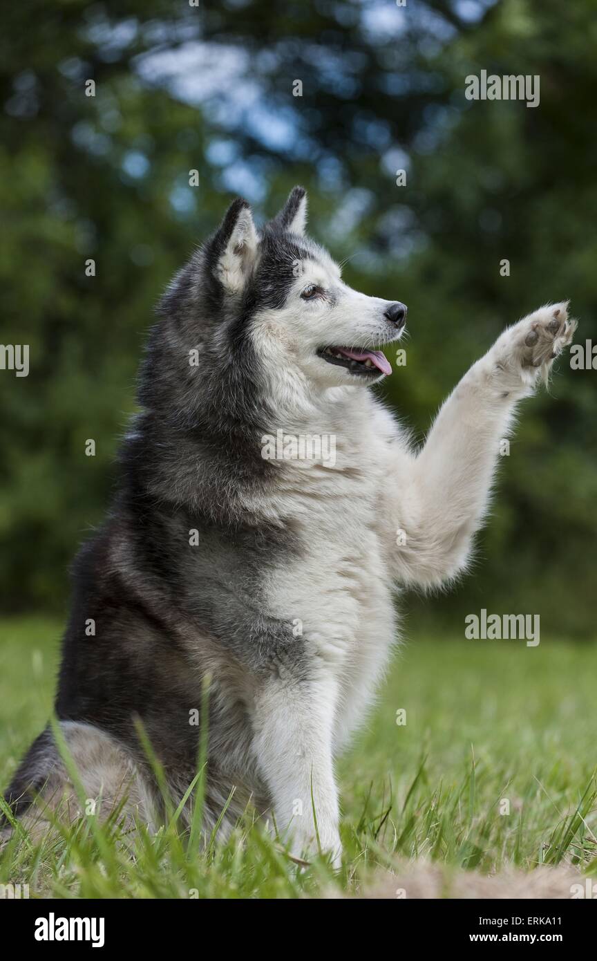 Siberian Husky shows trick Stock Photo - Alamy