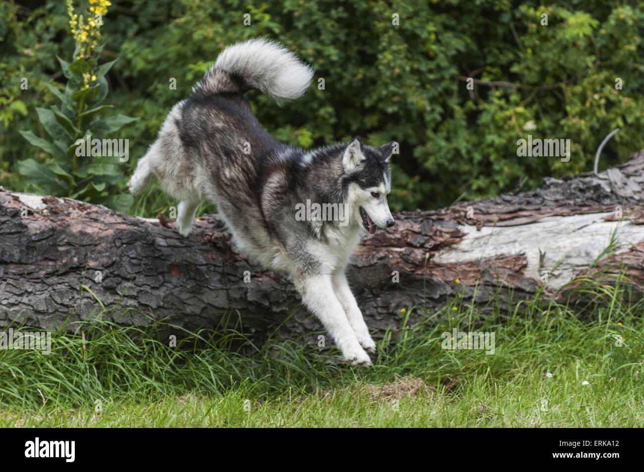 jumping Siberian Husky Stock Photo - Alamy