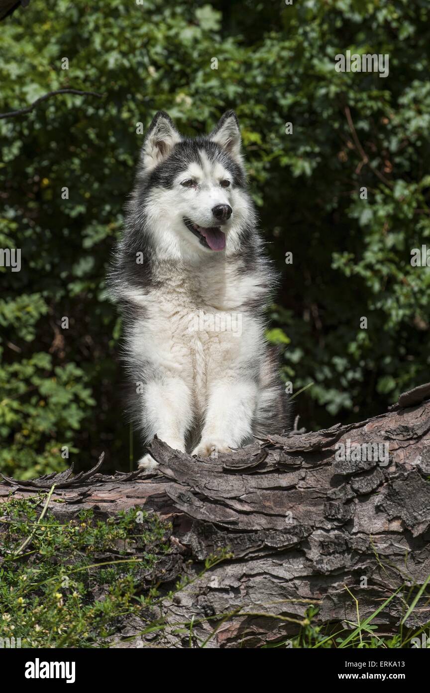 Husky stands hi-res stock photography and images - Alamy