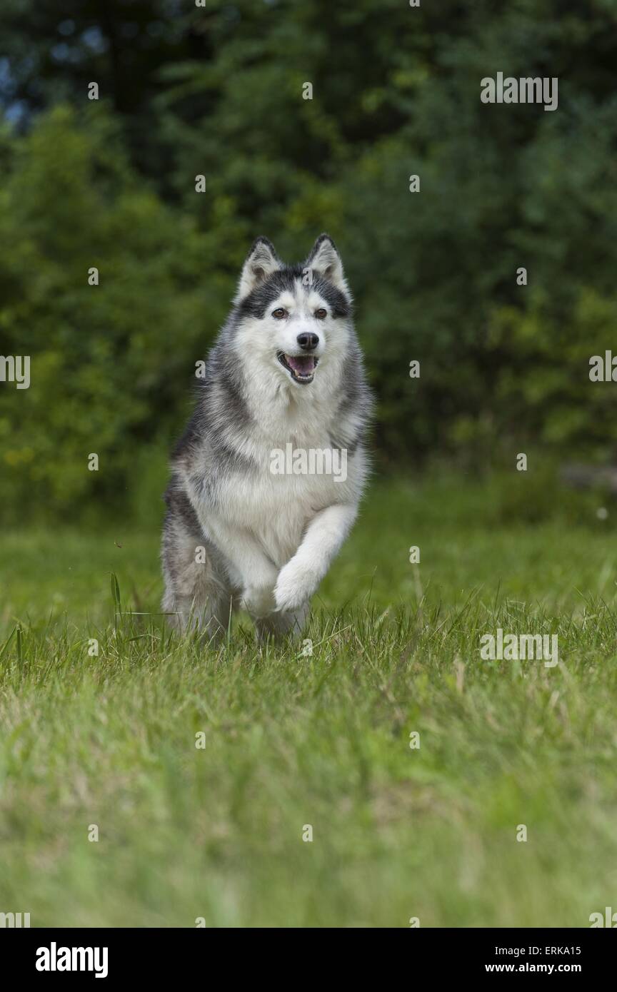 running Siberian Husky Stock Photo - Alamy