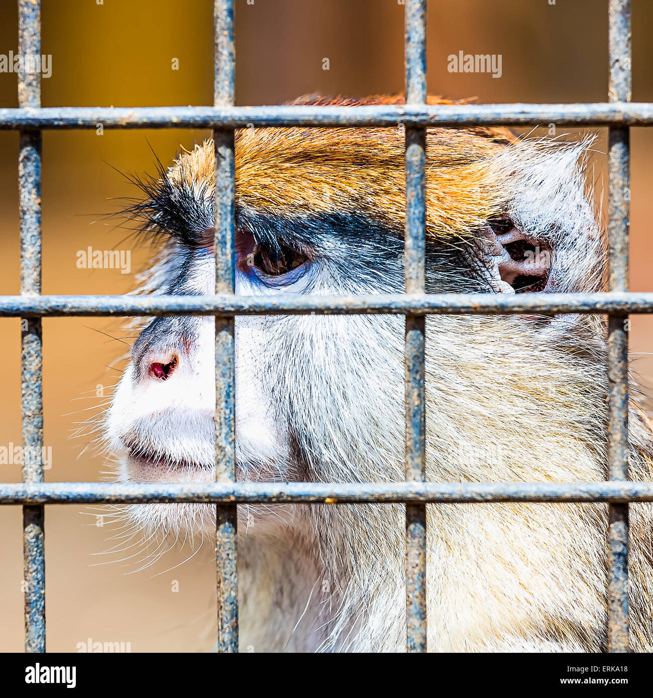 Monkey looking through zoo cell grille Stock Photo - Alamy