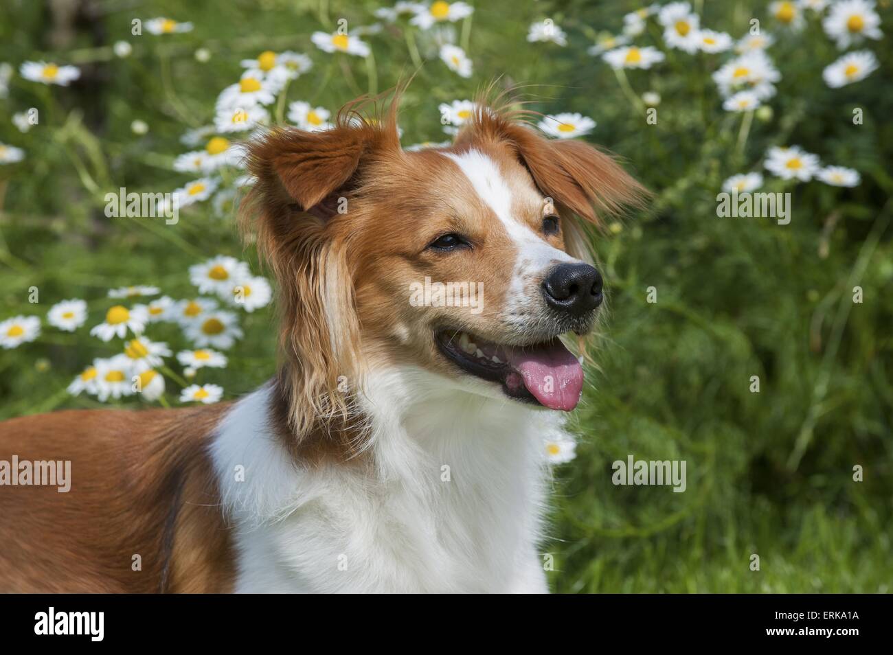 Krom dog Portrait Stock Photo - Alamy