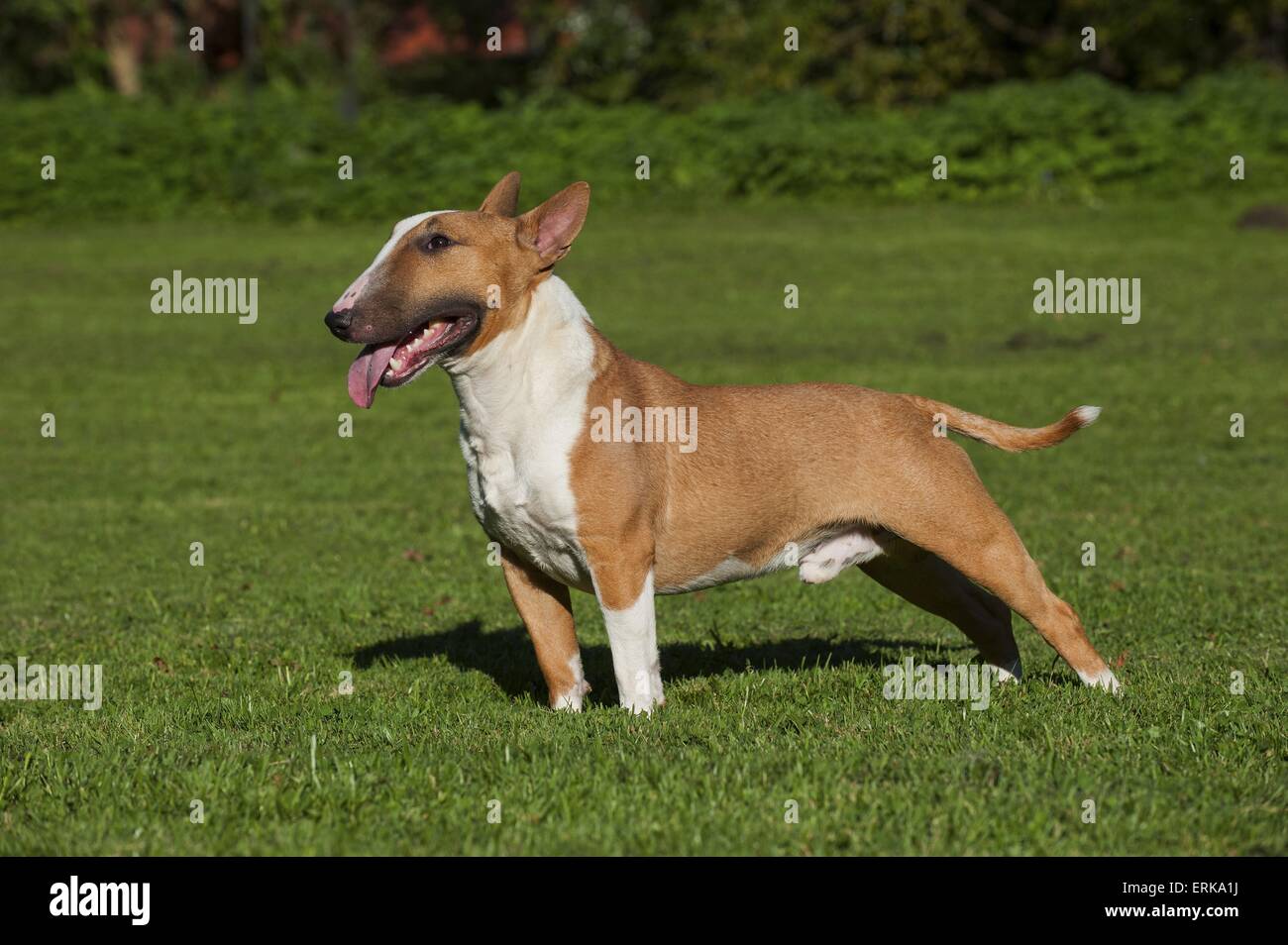 Mini bullterrier hi-res stock photography and images - Alamy