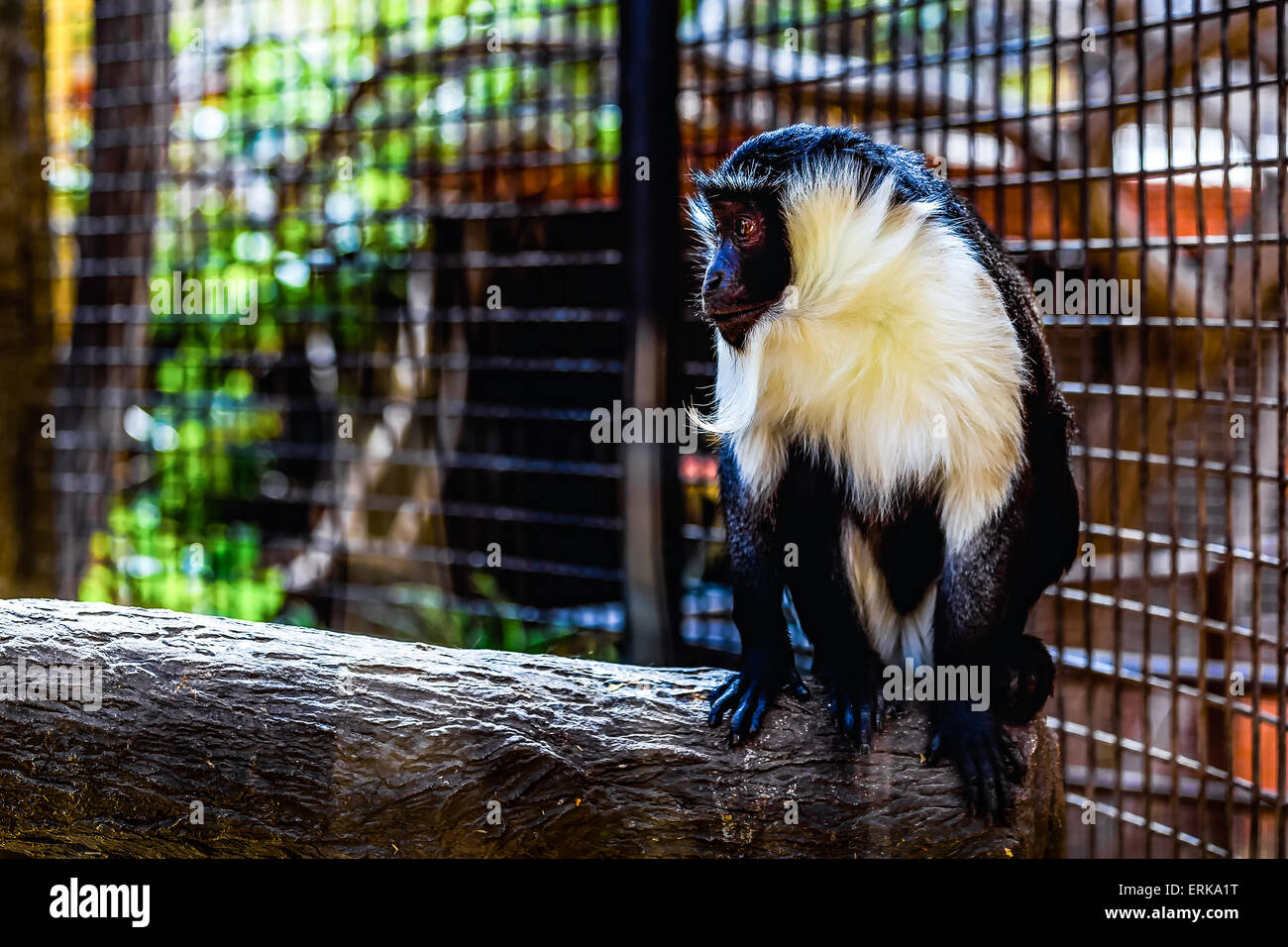 Monkey sitting on wood log in zoo Stock Photo - Alamy