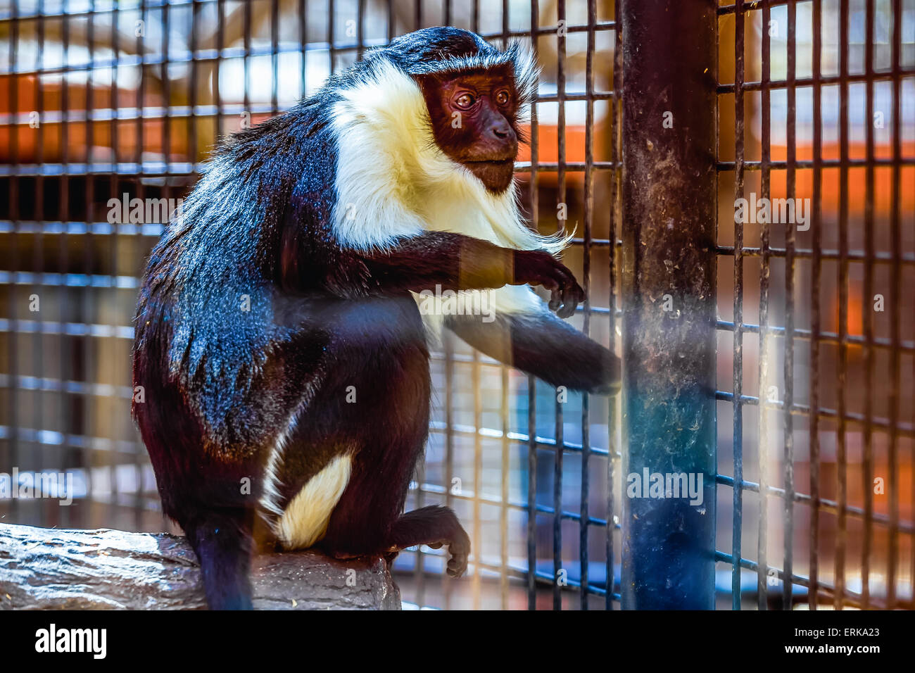 Monkey on log hi-res stock photography and images - Alamy