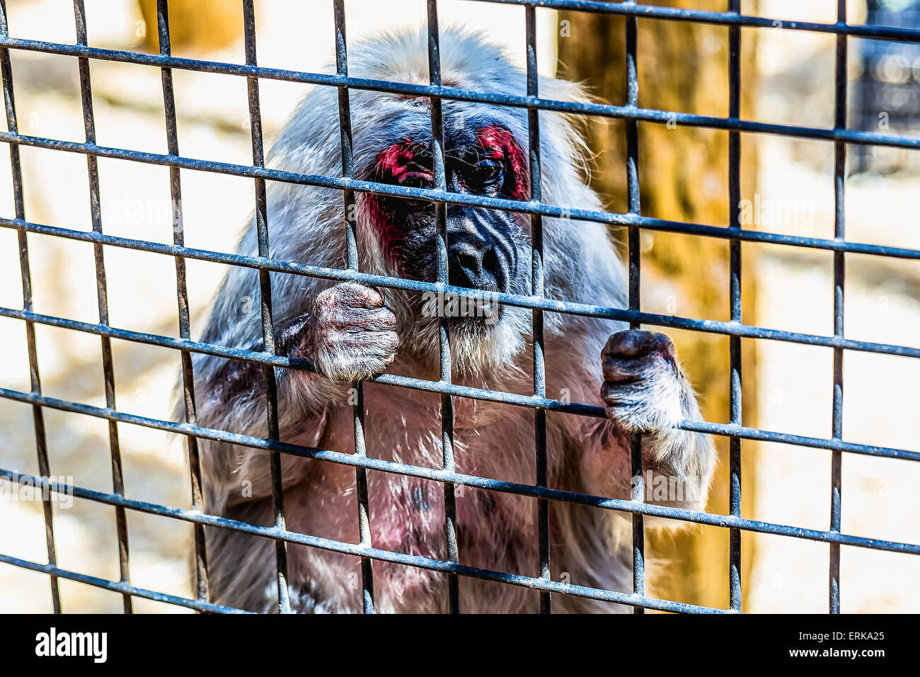 Monkey looking through zoo cell grille Stock Photo - Alamy
