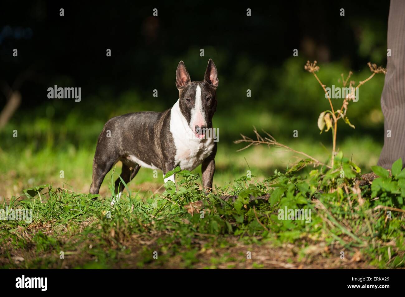 Mini bullterrier hi-res stock photography and images - Alamy