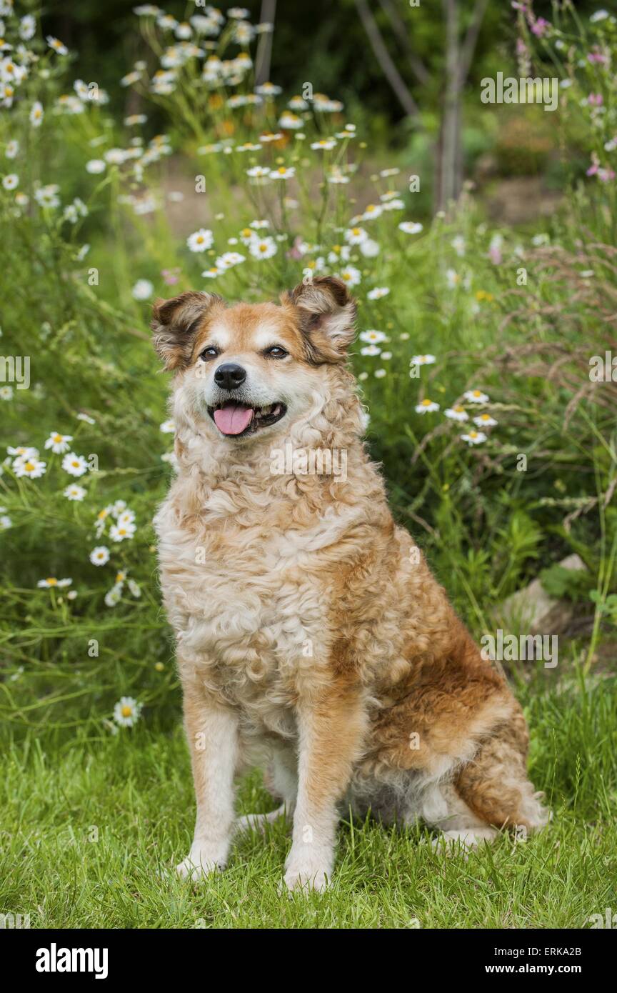 sitting German cowdog Stock Photo - Alamy