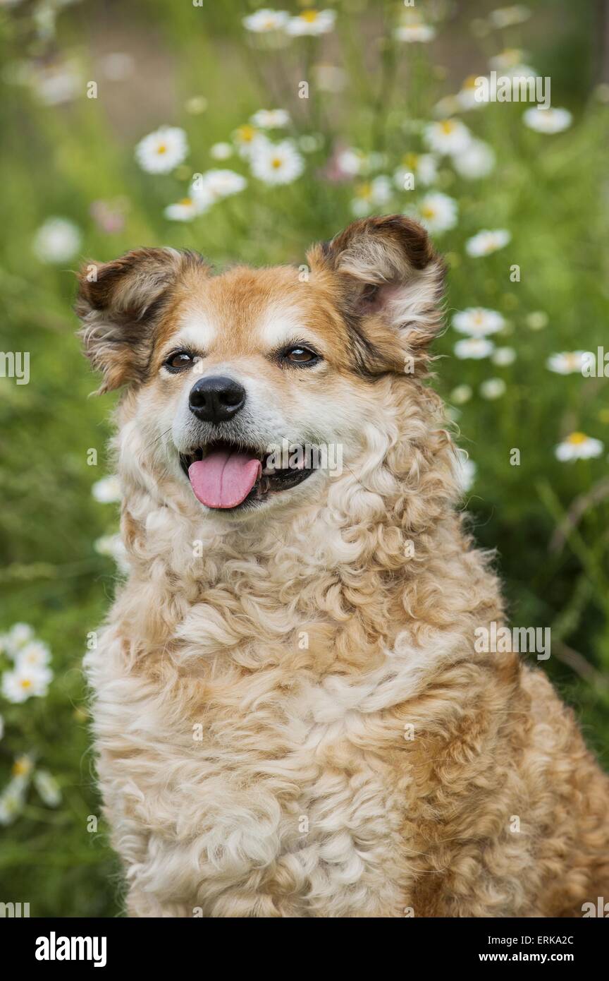 German cowdog portrait Stock Photo - Alamy