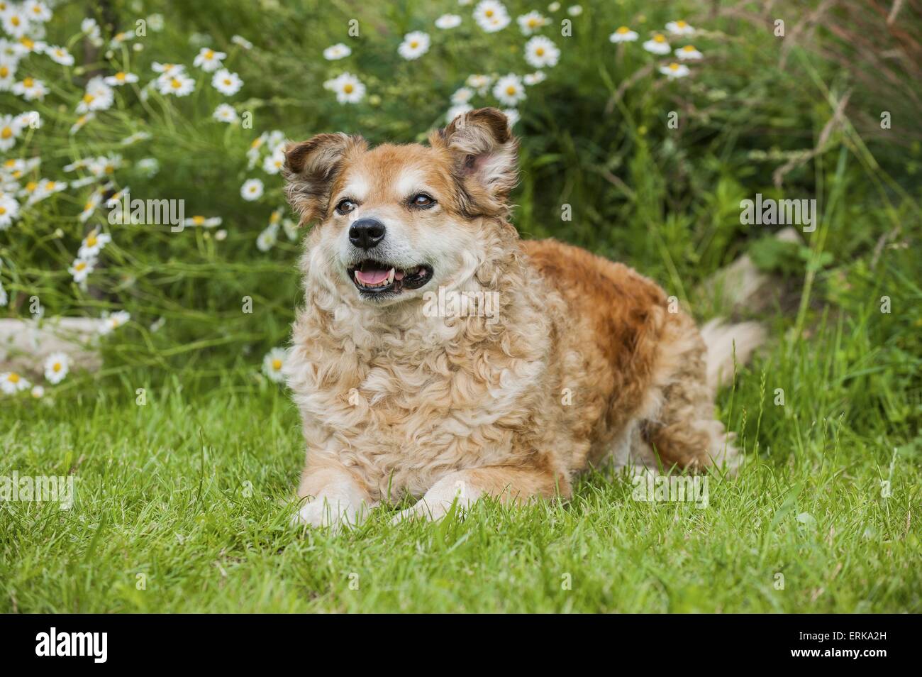 lying German cowdog Stock Photo - Alamy