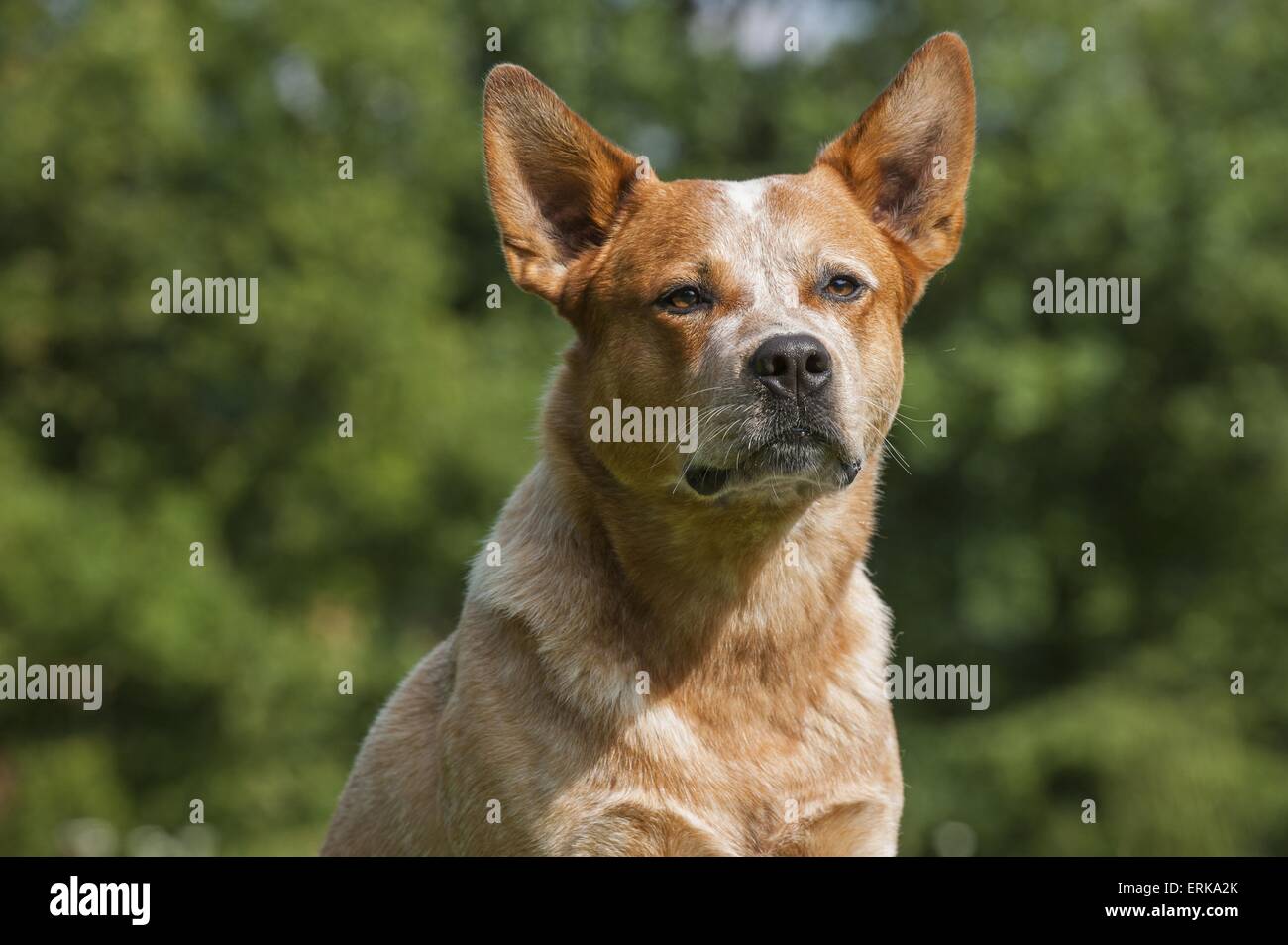 Australian cattle dog hi-res stock photography and images - Alamy