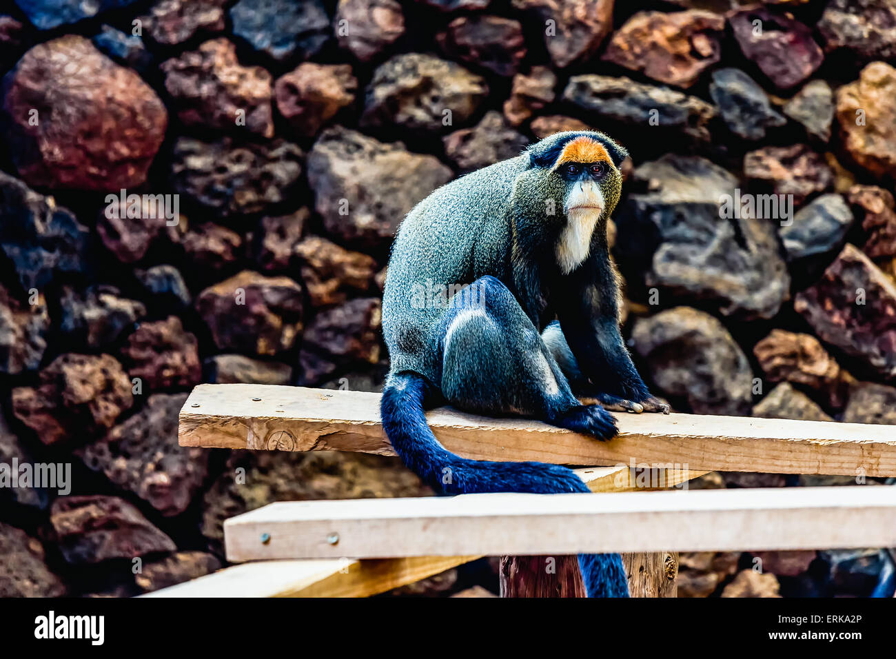 Monkey sitting on wodden log in zoo Stock Photo - Alamy