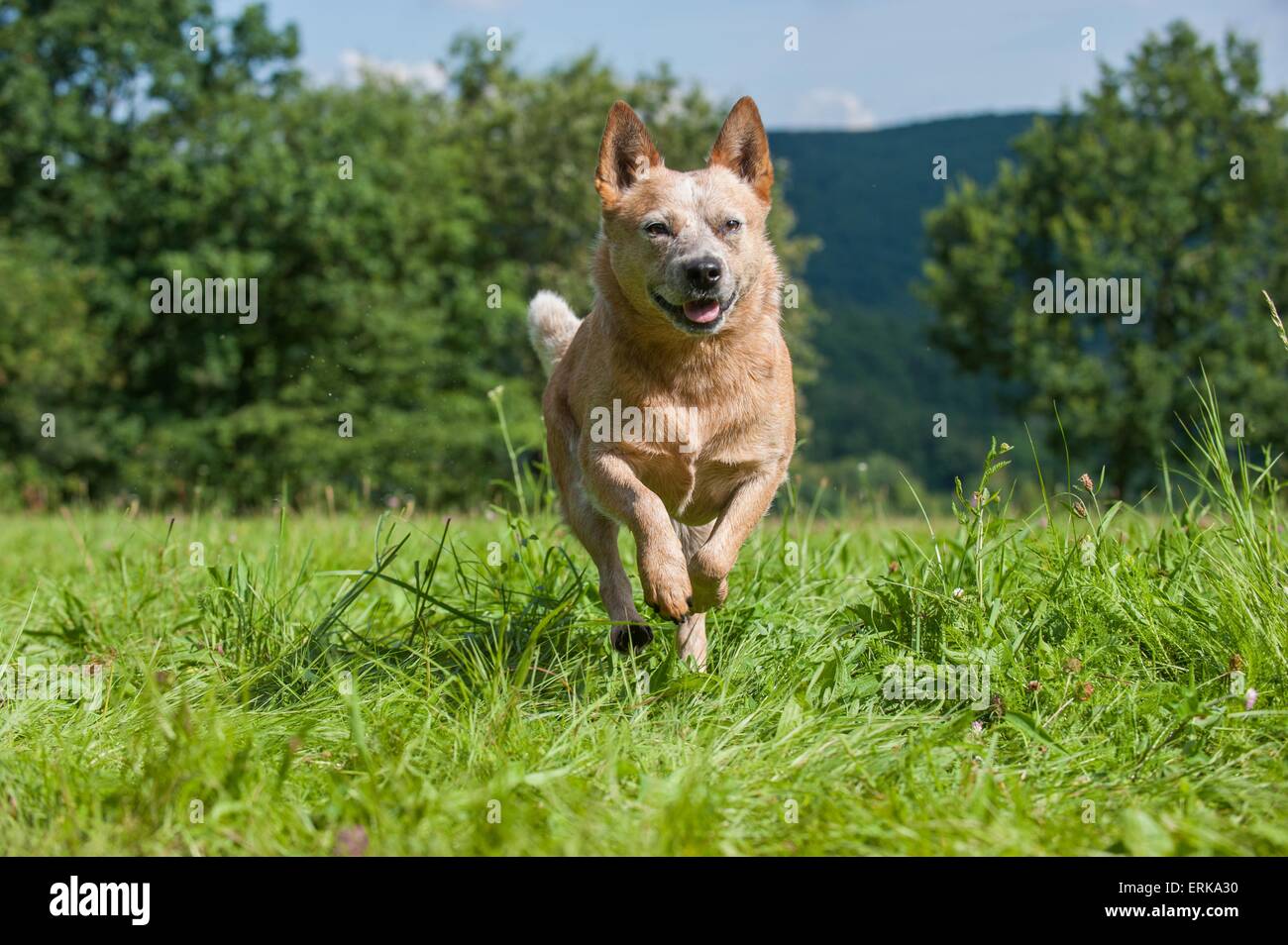 Running australian cattle dog hi-res stock photography and images - Alamy