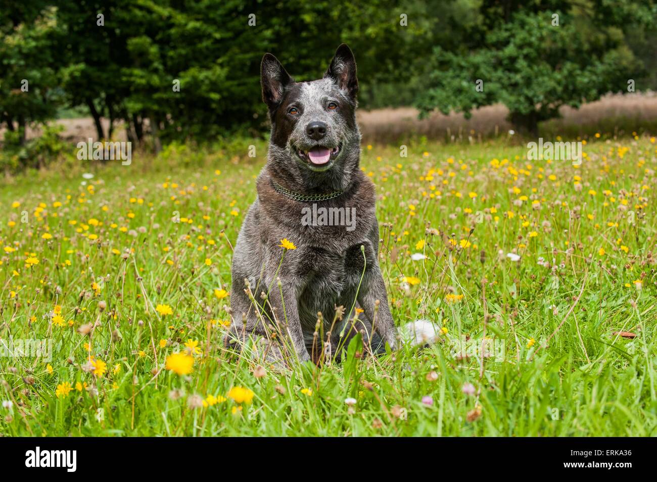 sitting Australian Cattle Dog Stock Photo - Alamy