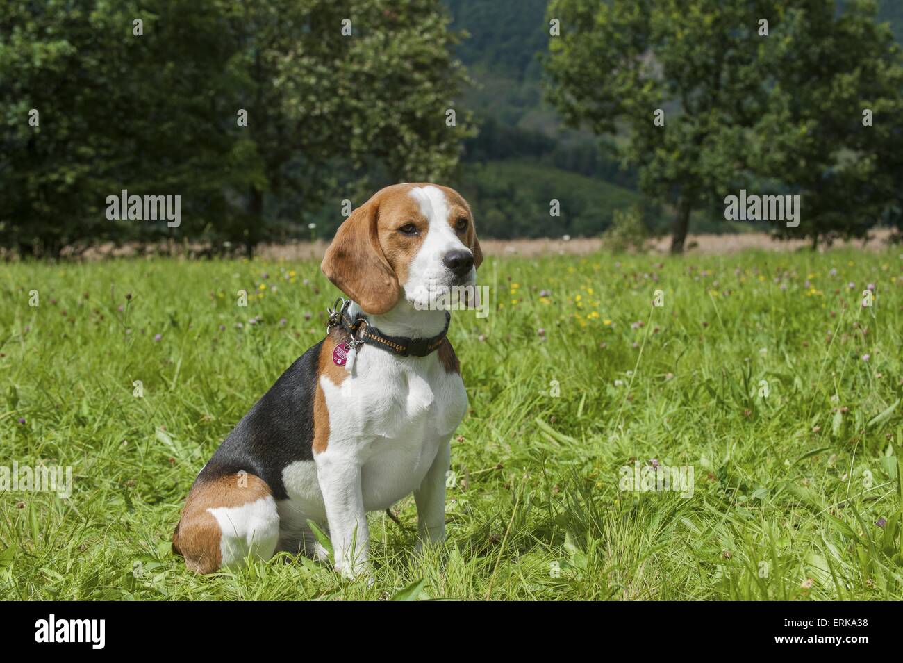 Sitting beagles hi-res stock photography and images - Alamy