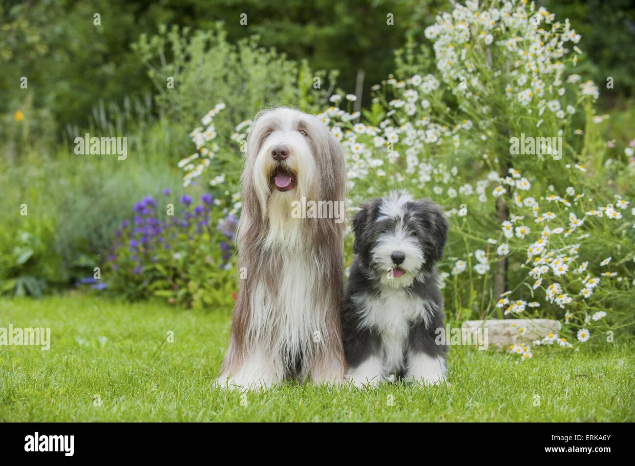 2 Bearded Collies Stock Photo - Alamy