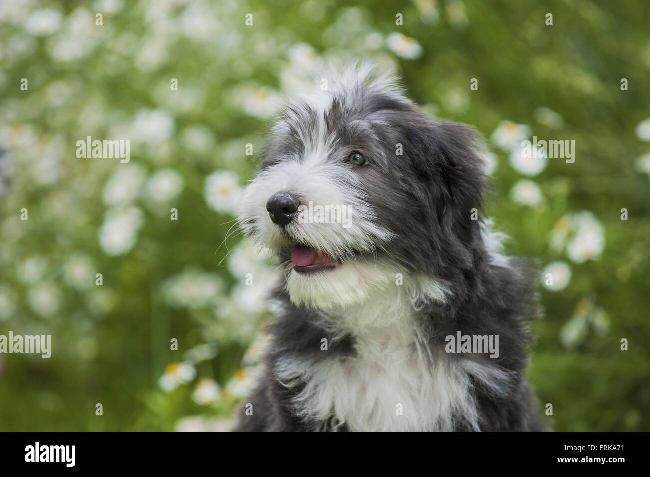 Bearded Collie Puppy Stock Photo - Alamy