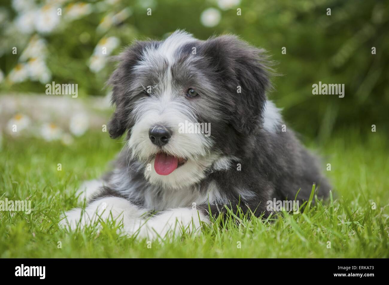 Bearded Collie Puppy Stock Photo - Alamy
