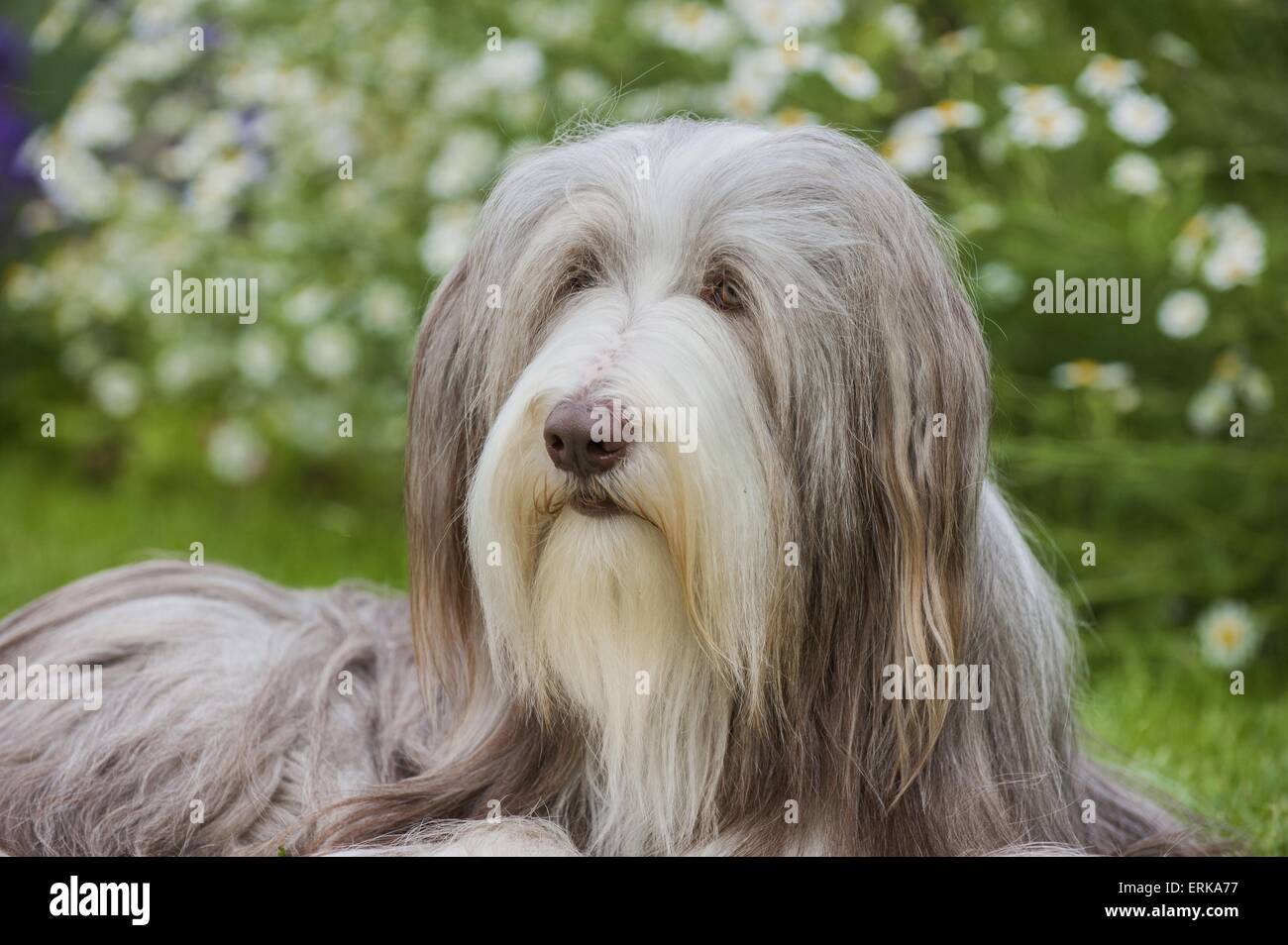 Bearded Collie Portrait Stock Photo - Alamy
