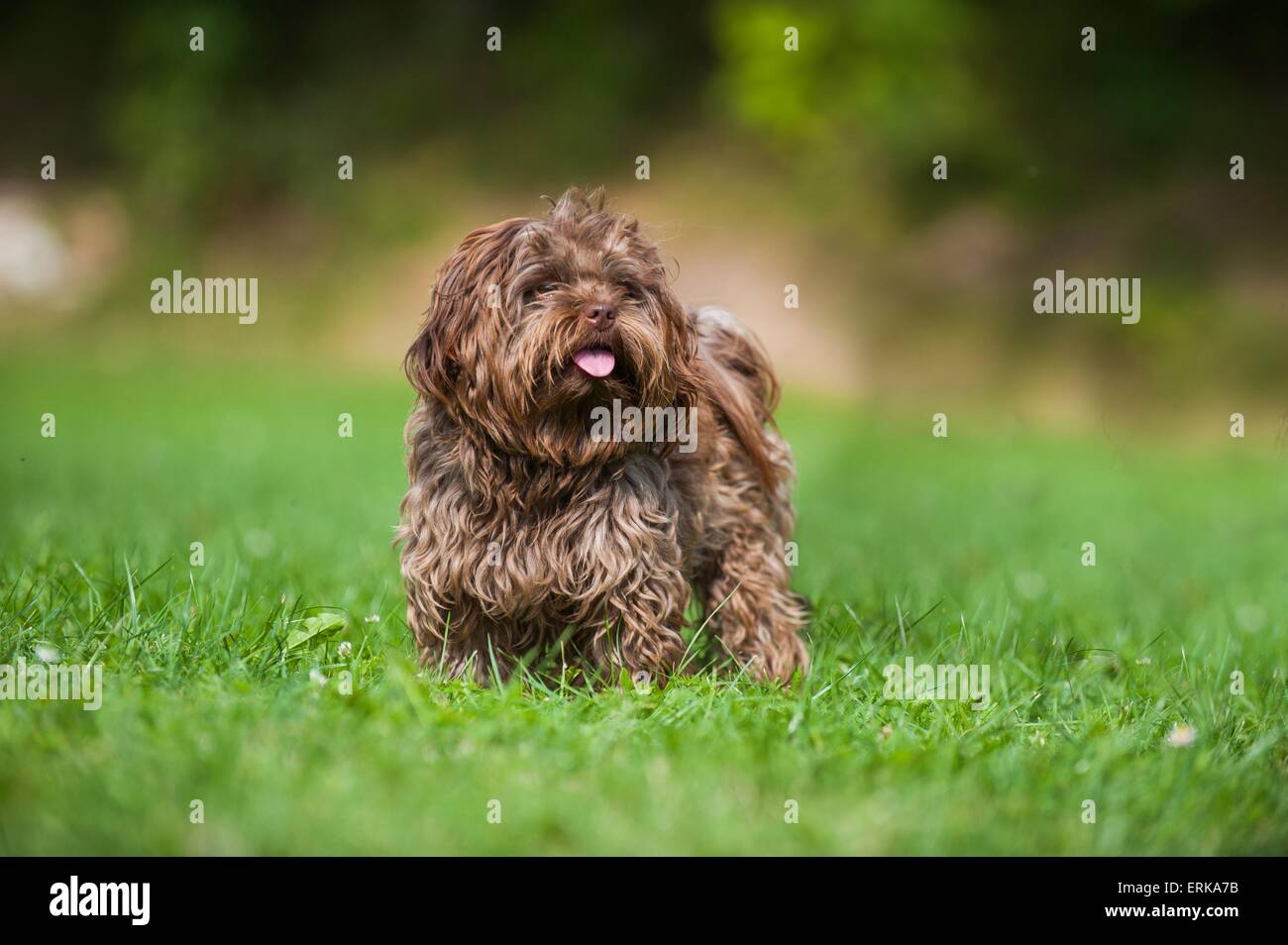 Bolonka adult standing hi-res stock photography and images - Alamy