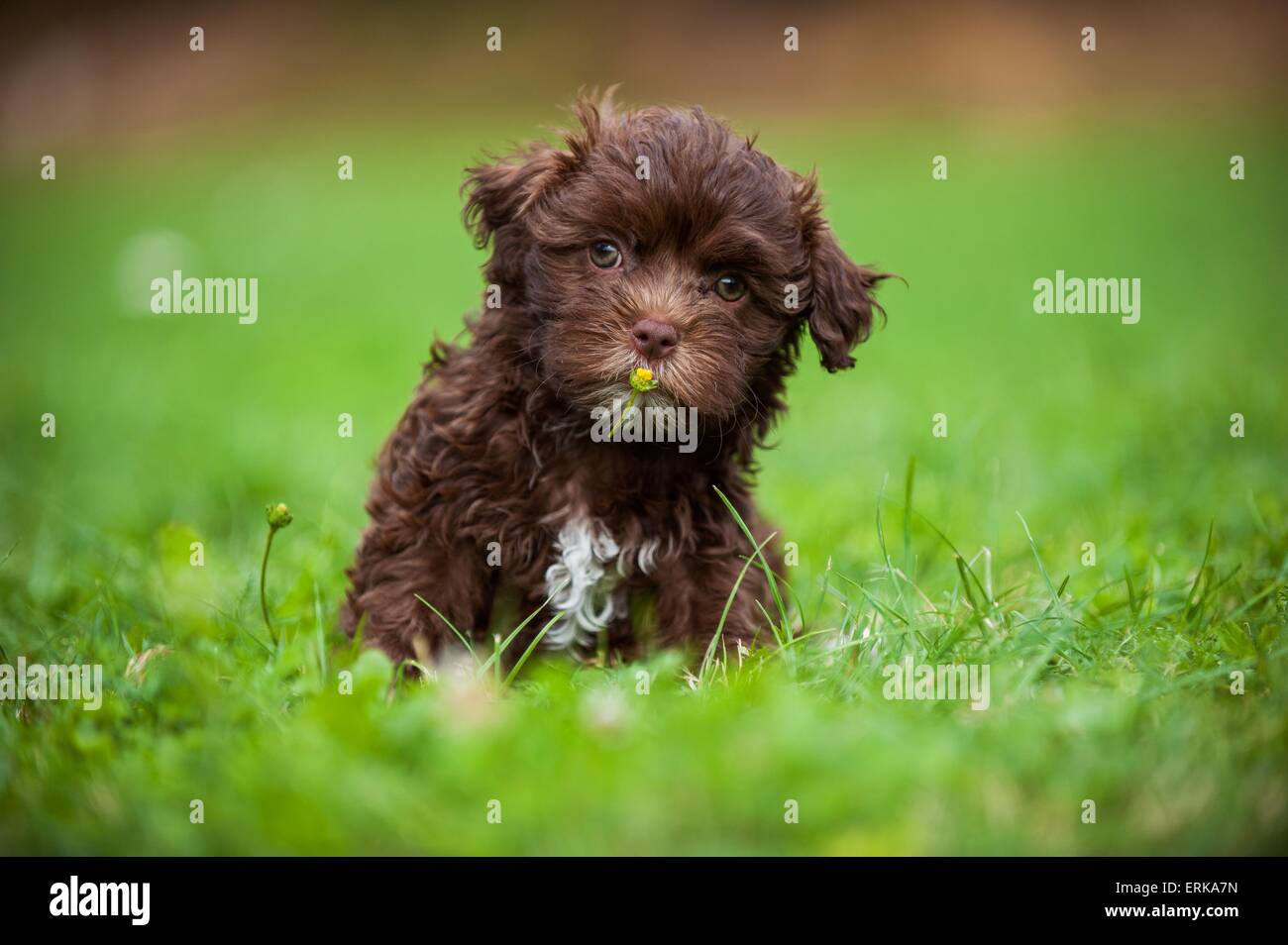 Bolonka zwetna puppy Stock Photo - Alamy