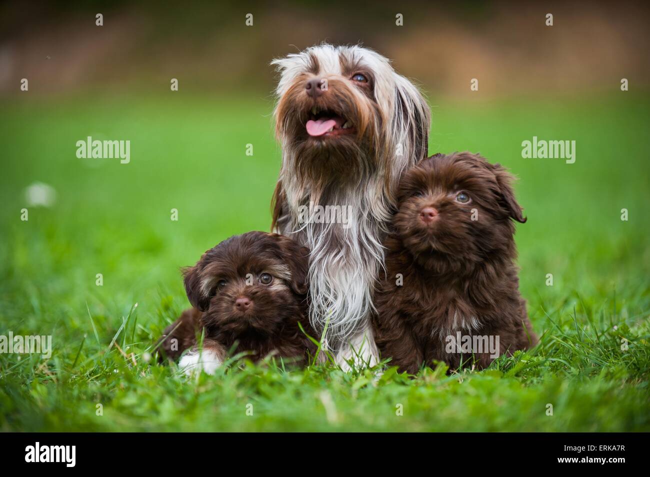 Adult and puppies hi-res stock photography and images - Alamy