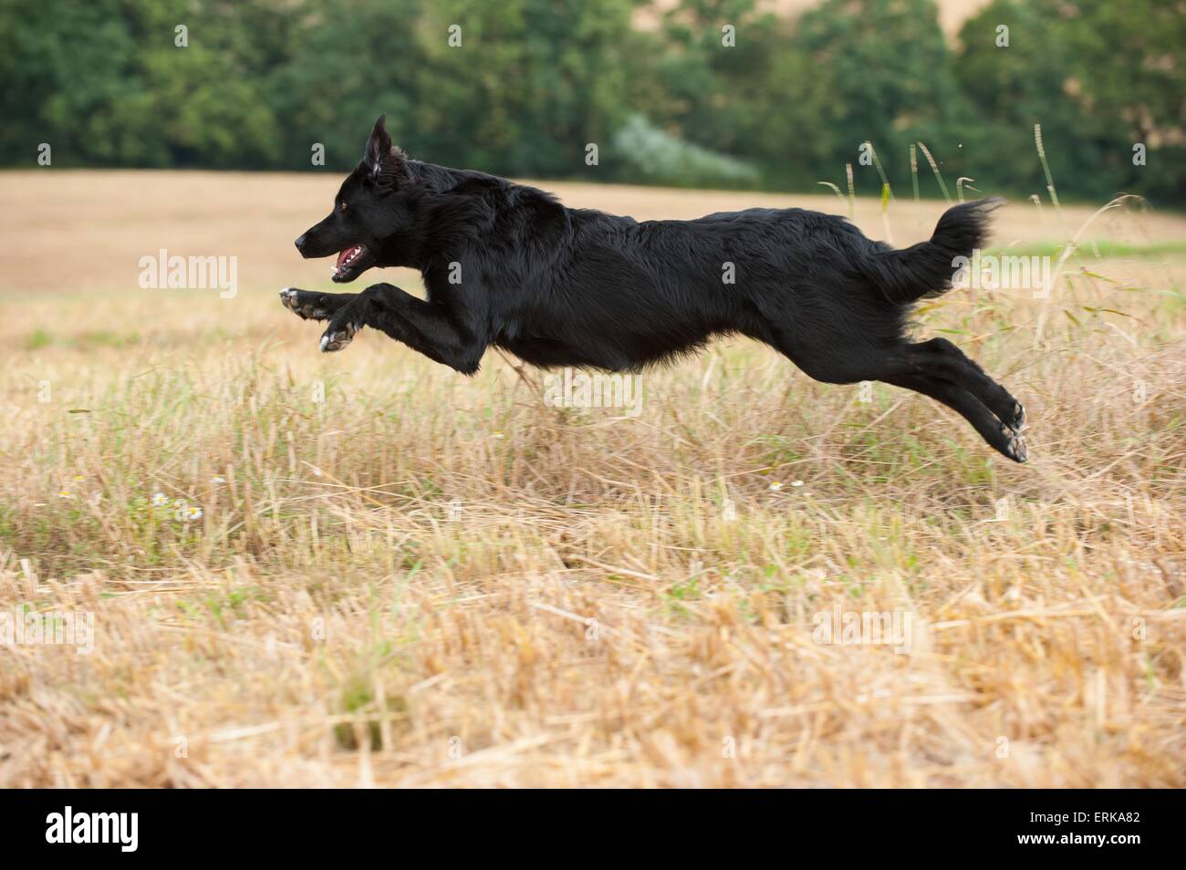 jumping Border Collie Stock Photo - Alamy