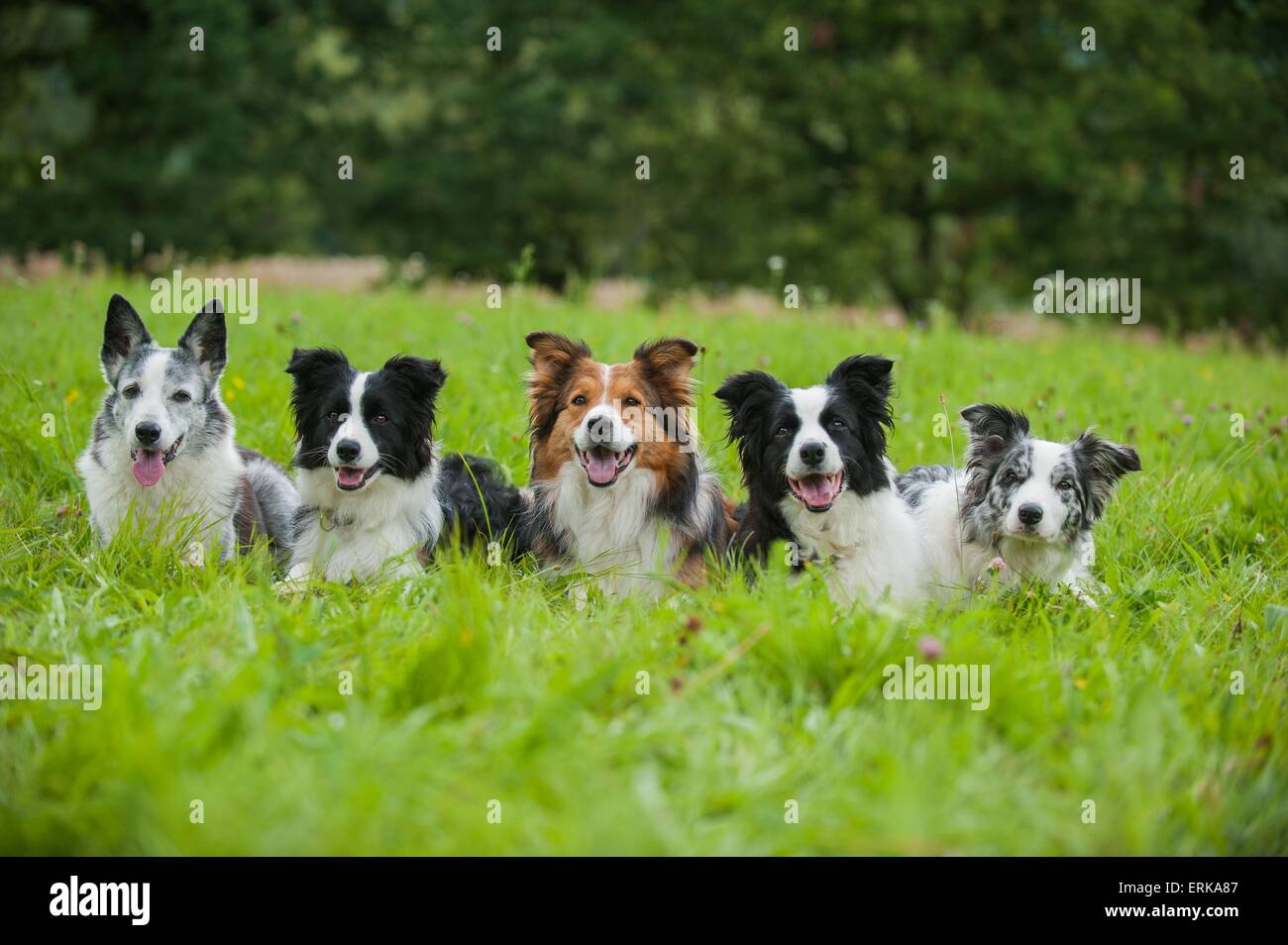 5 Border Collies Stock Photo - Alamy