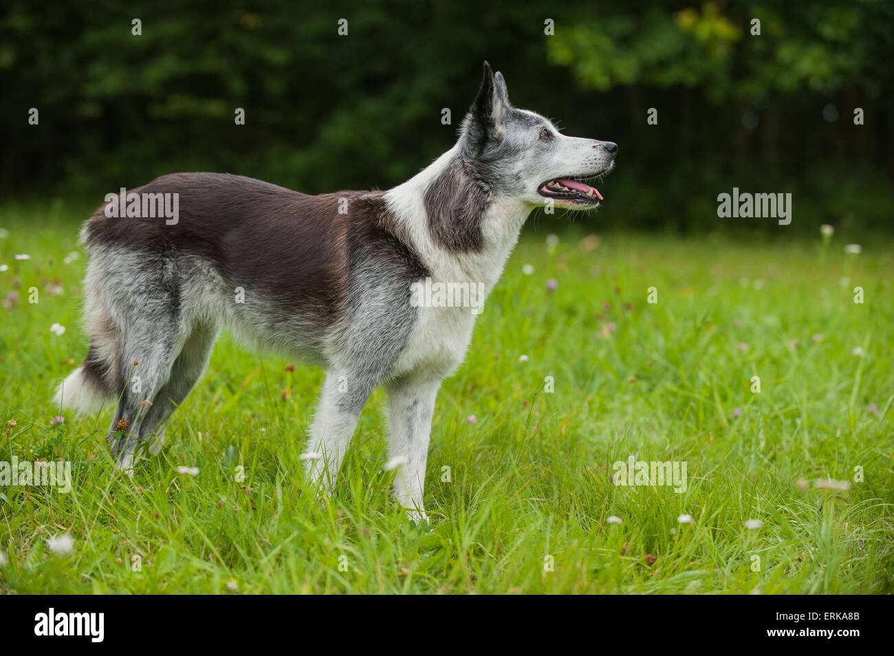 Profile Border Collie High Resolution Stock Photography and Images - Alamy