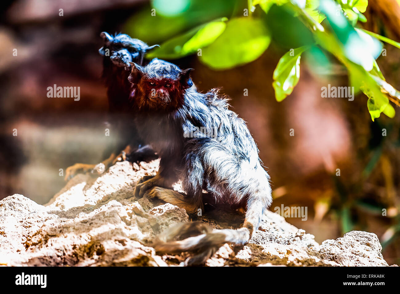 Black monkeys red handed tamarin sitting on stone in zoo Stock Photo ...