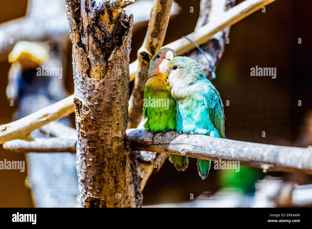 Peach-faced Lovebirds parrots siting on wooden perch in zoo Stock Photo ...