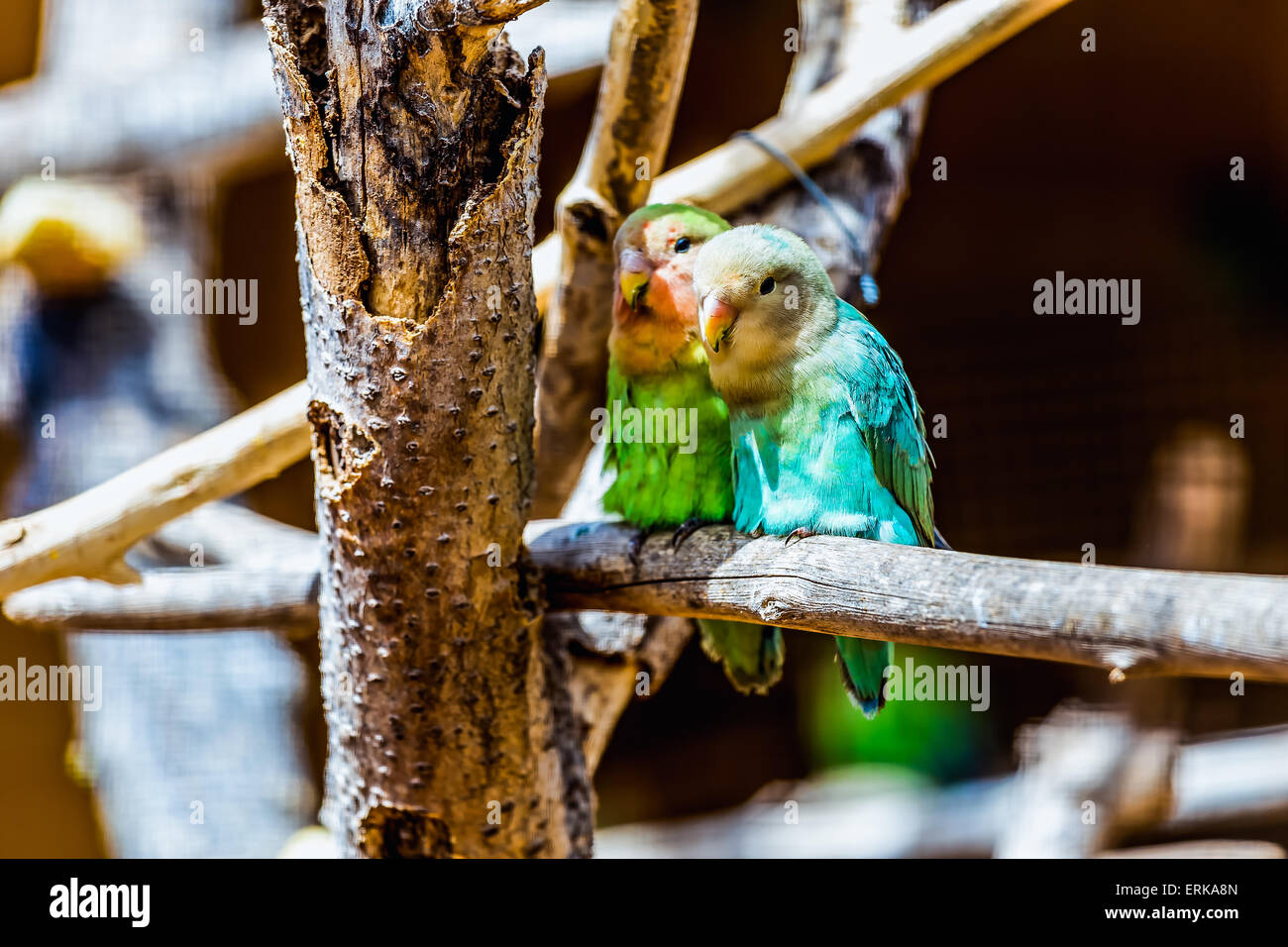 Peach-faced Lovebirds parrots siting on wooden perch in zoo Stock Photo ...