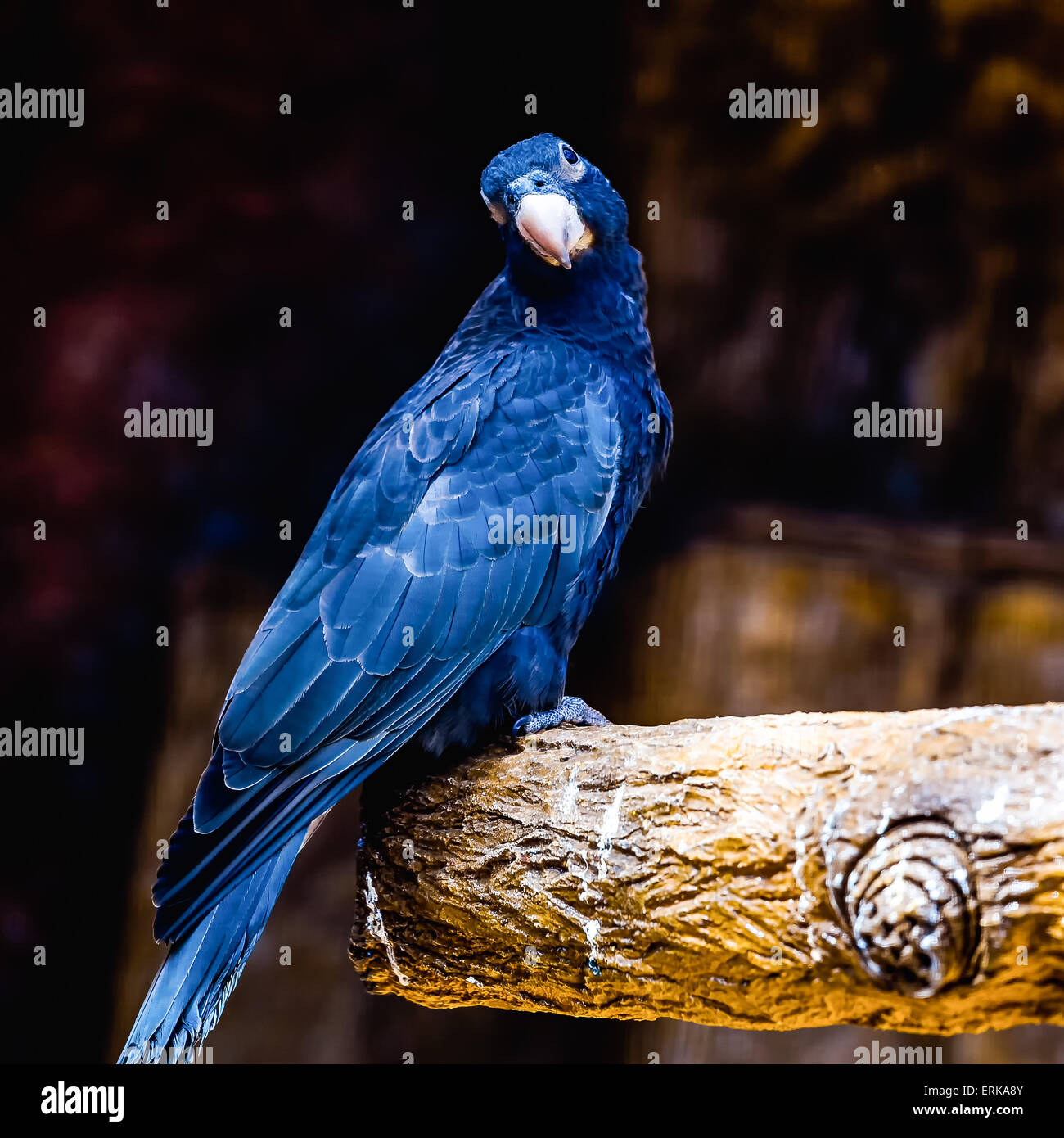 Black parrot siting on wooden perch in zoo Stock Photo - Alamy