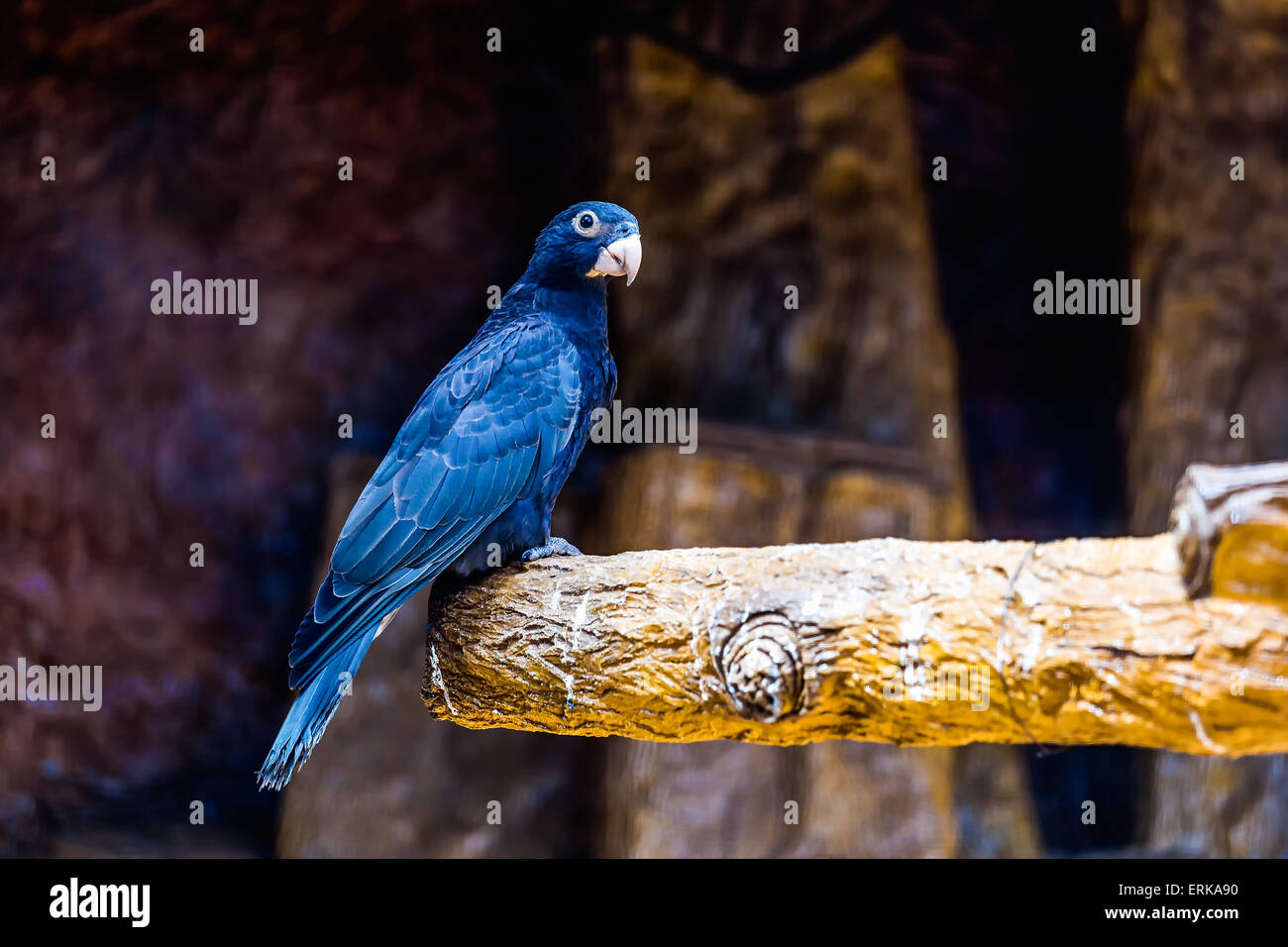 Black parrot siting on wooden perch in zoo Stock Photo - Alamy