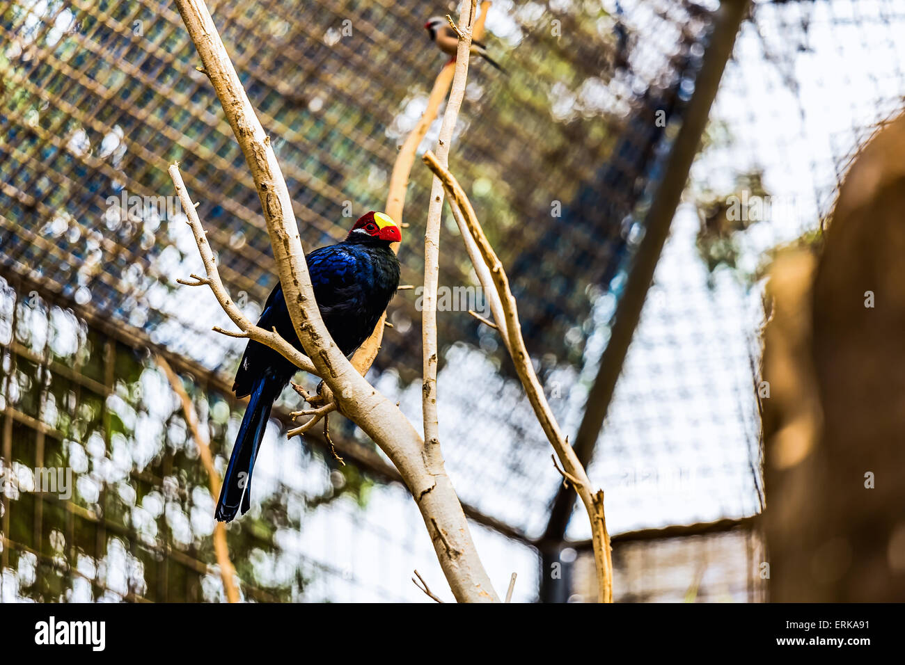 Black parrot siting on wooden perch in zoo Stock Photo - Alamy