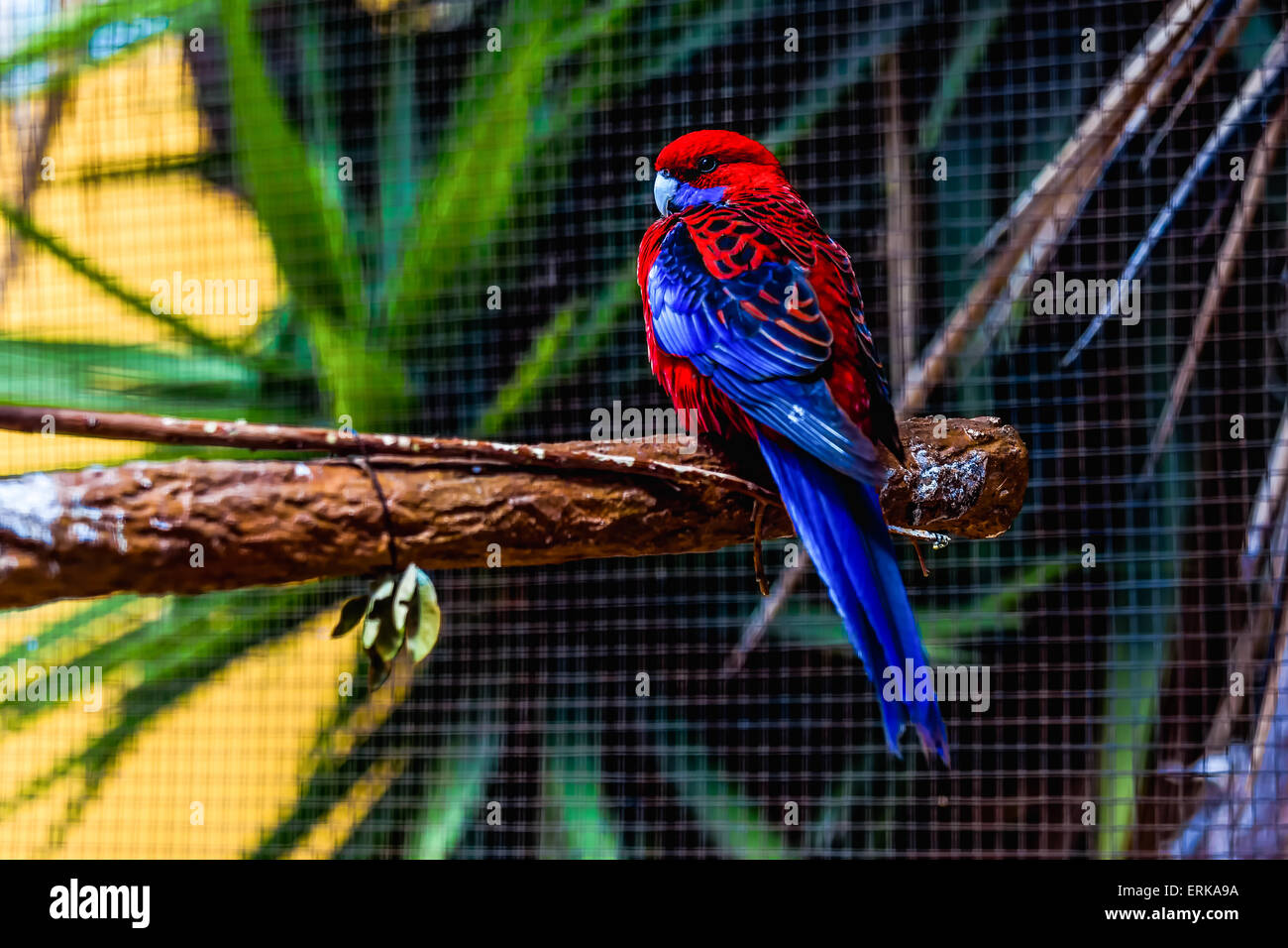 Blue and red parrot siting on wooden perch in zoo Stock Photo - Alamy