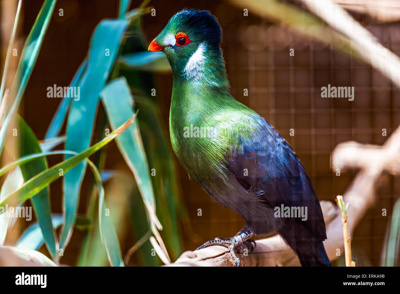 Green parrot siting on wooden perch in zoo Stock Photo - Alamy