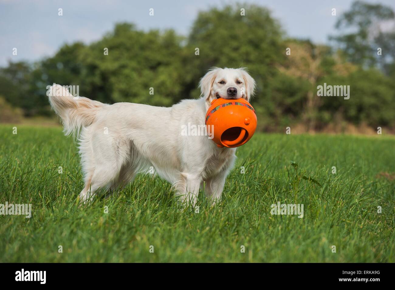 Golden Retriever with ball Stock Photo - Alamy