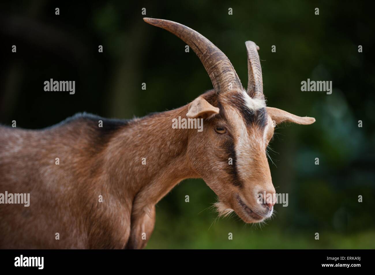 Goat outdoor hi-res stock photography and images - Alamy