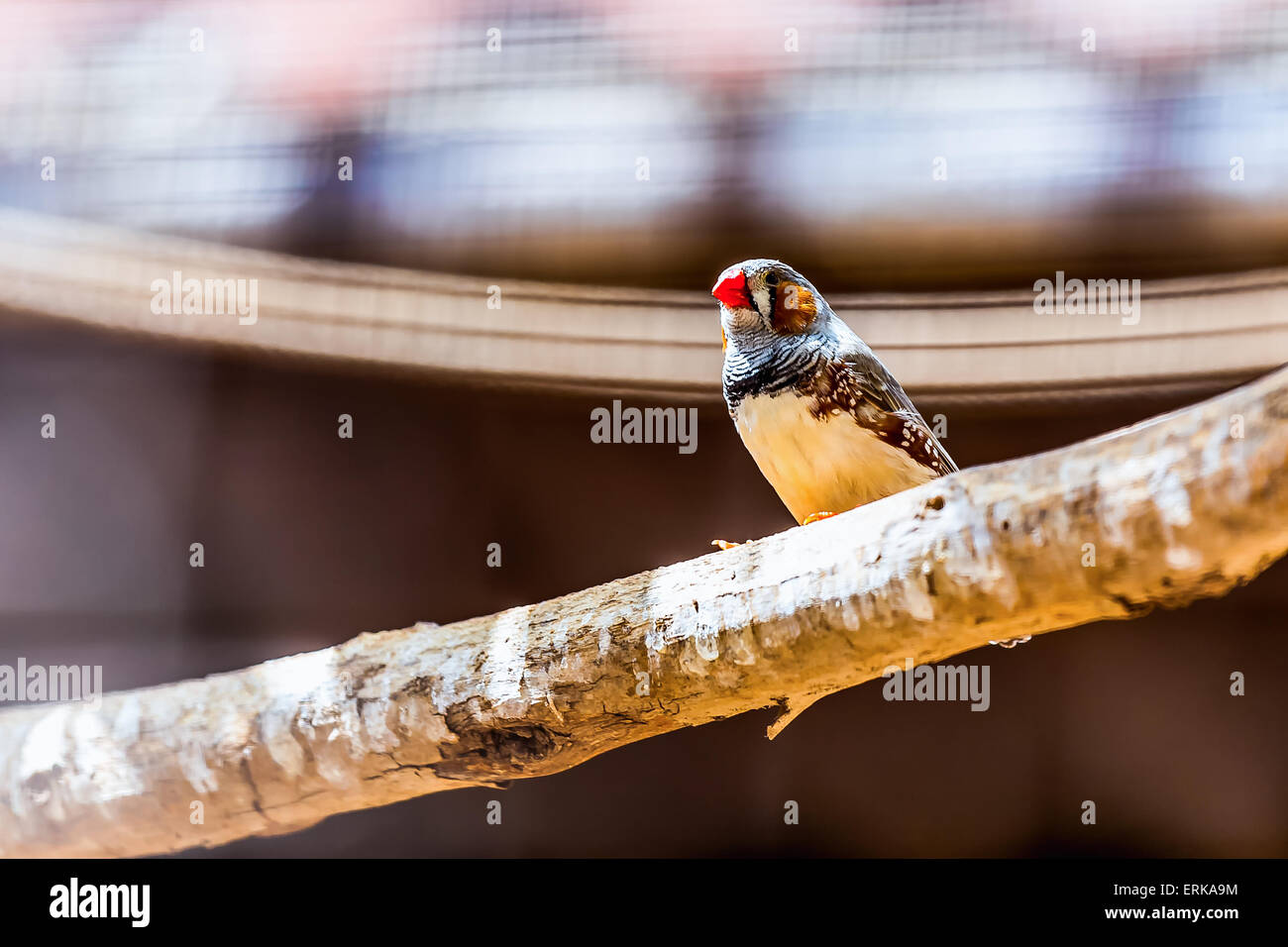 Parrot siting on wooden perch in zoo Stock Photo - Alamy