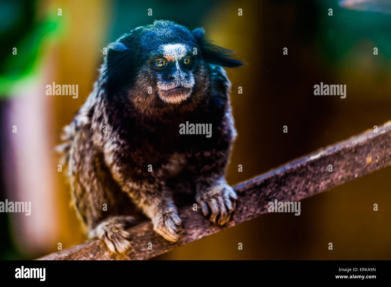 Monkey sitting on wodden log in zoo Stock Photo - Alamy