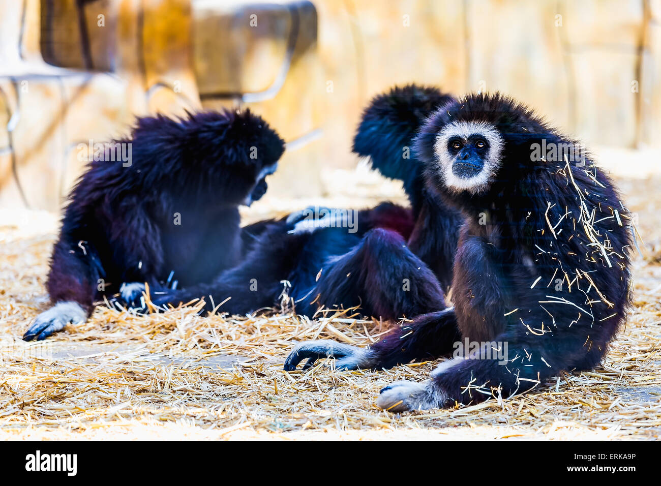 Monkeys sitting on straw in zoo Stock Photo - Alamy