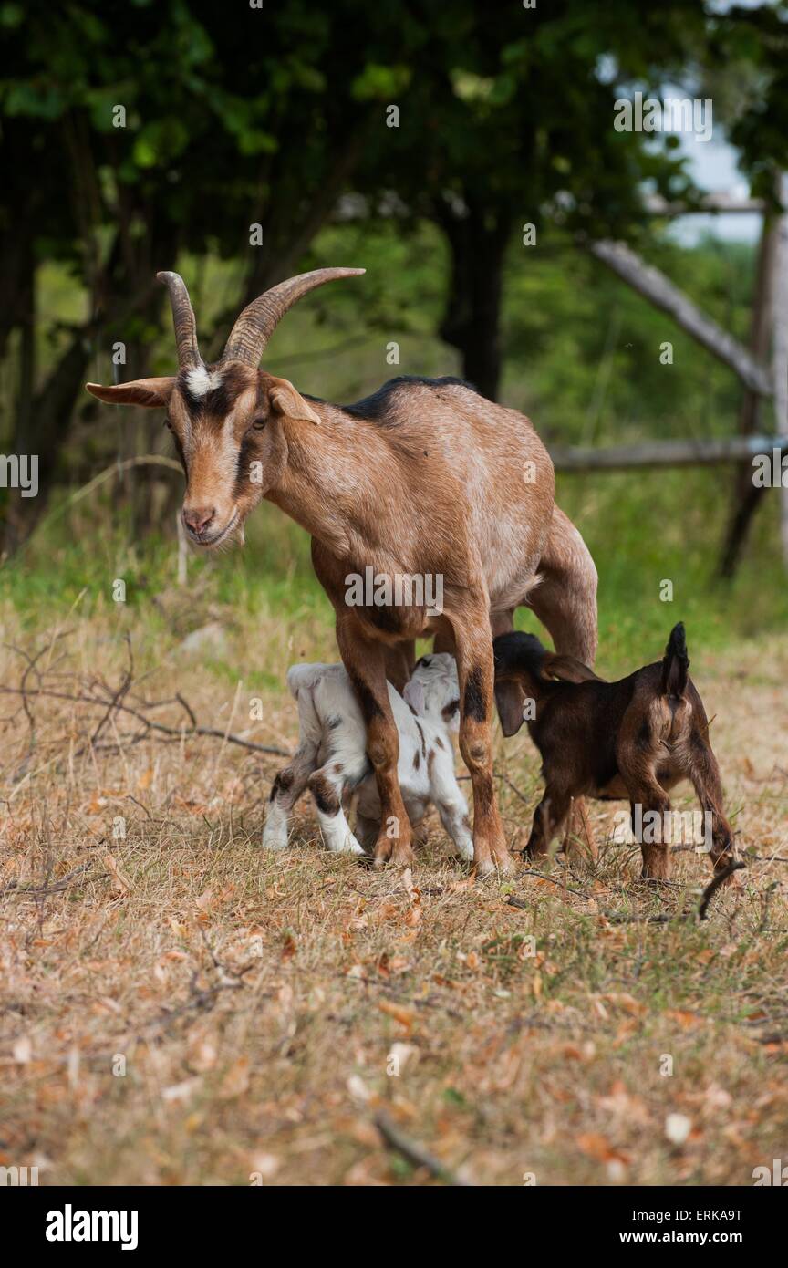 Nursing goat hi-res stock photography and images - Alamy