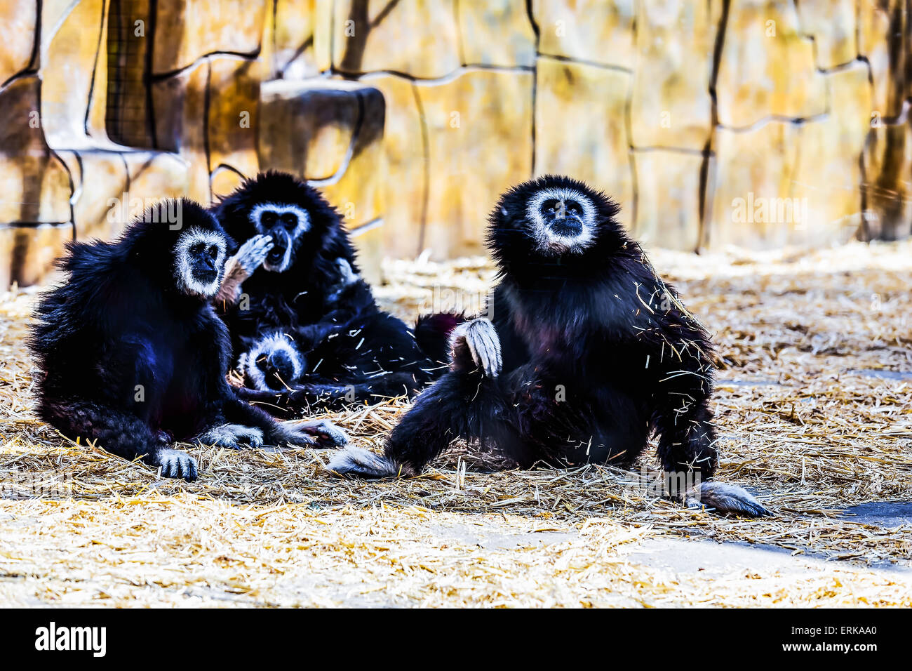 Monkeys sitting on straw in zoo Stock Photo - Alamy