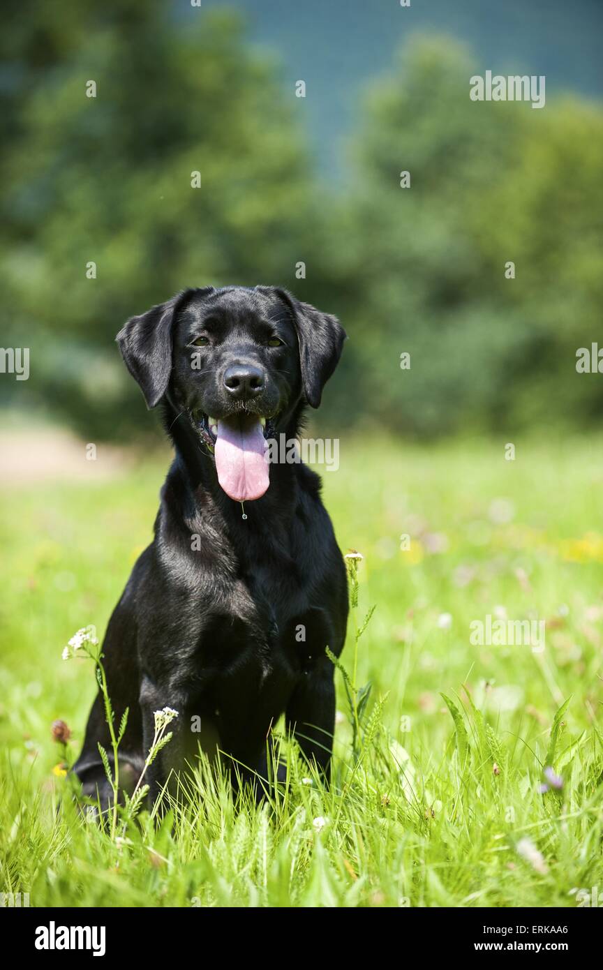 sitting Labrador Retriever Stock Photo - Alamy