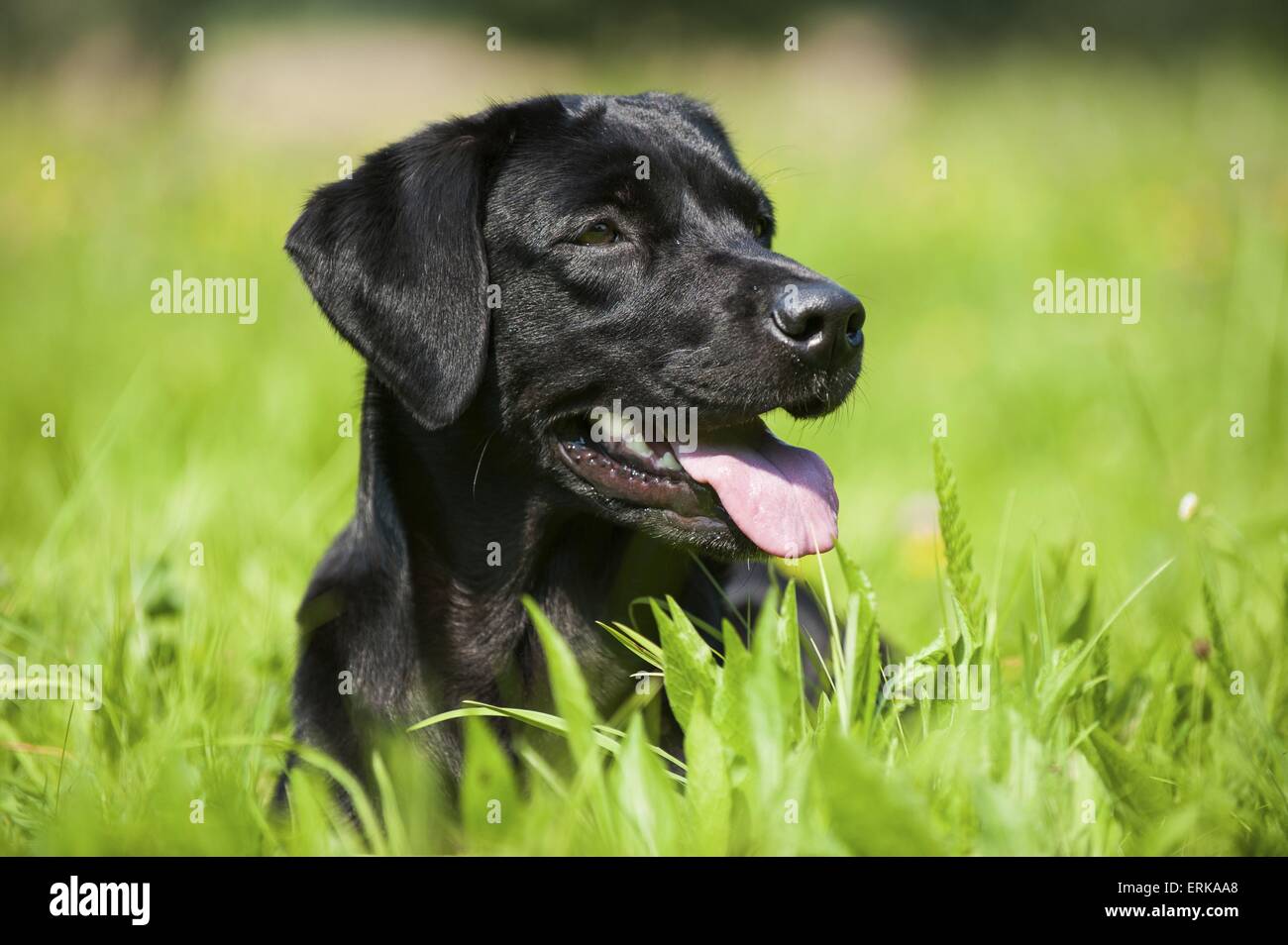 Labrador Retriever Portrait Stock Photo - Alamy