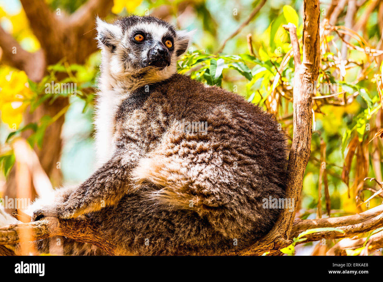 Lemur in tree in wild hi-res stock photography and images - Alamy